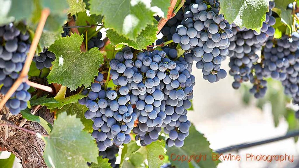 Malbec CL9.1grafted certified/1103P | Fairhaven Vine Nursery